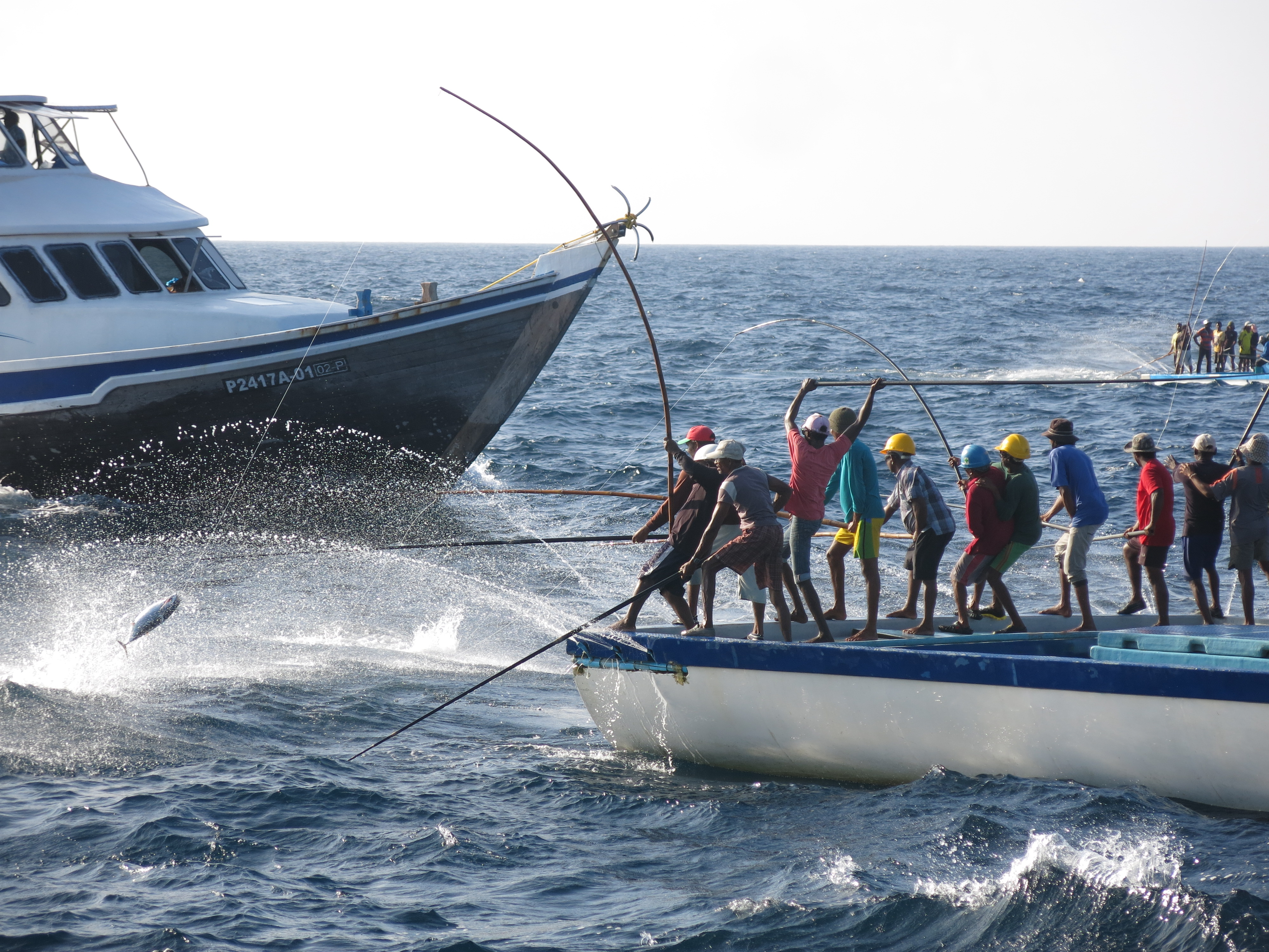 Maldives pole-and-line skipjack tuna | Sourcing Transparency Platform