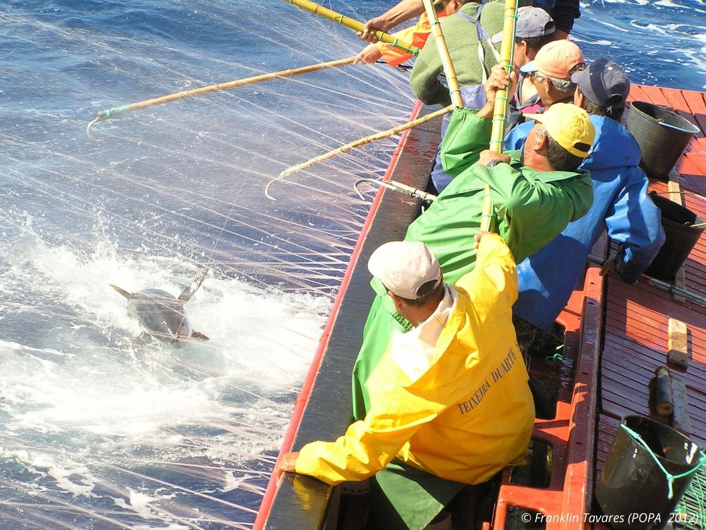 Azores pole-and-line bigeye tuna | Sourcing Transparency Platform