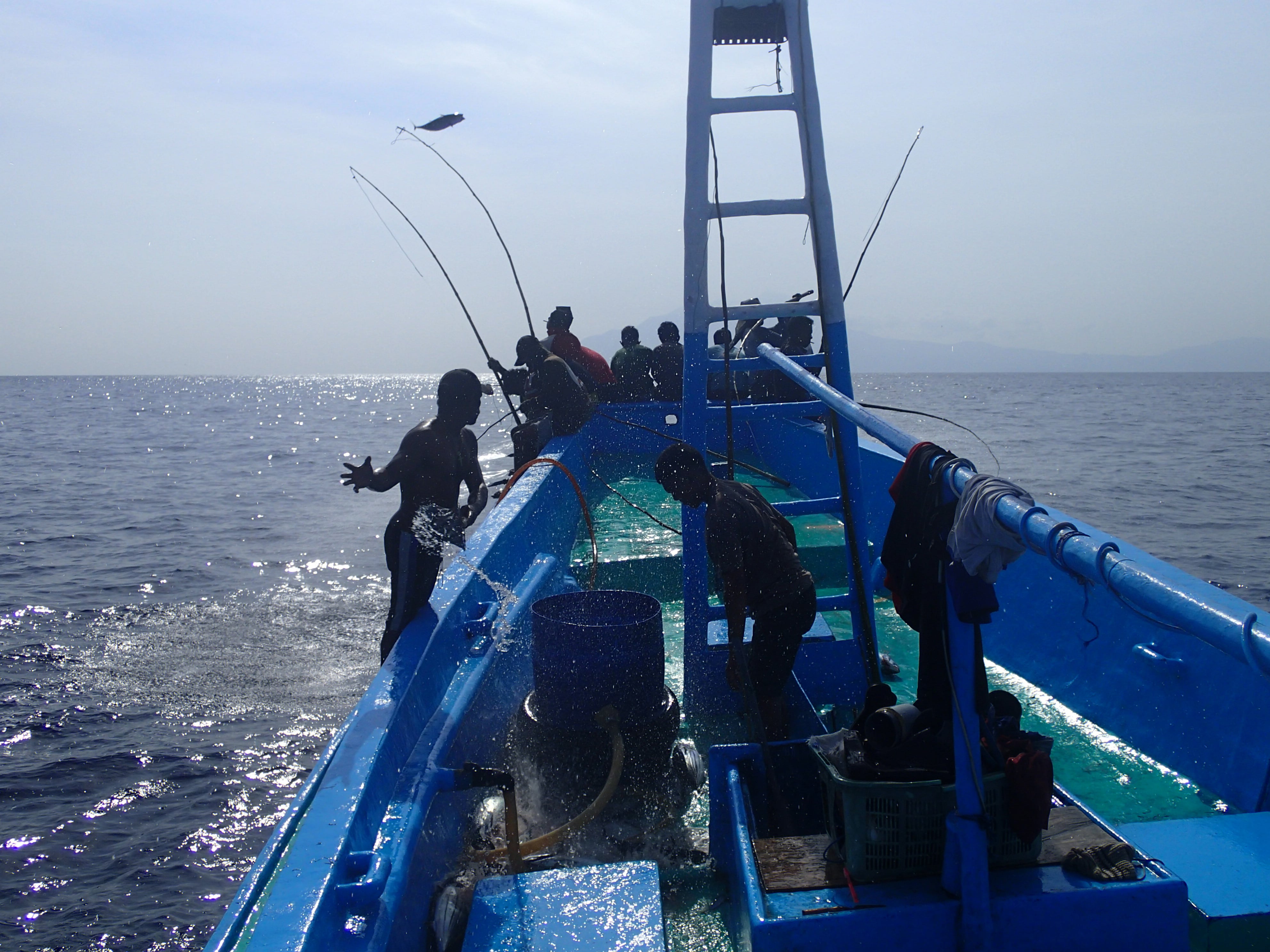 East Flores pole-and-line yellowfin tuna | Sourcing Transparency Platform